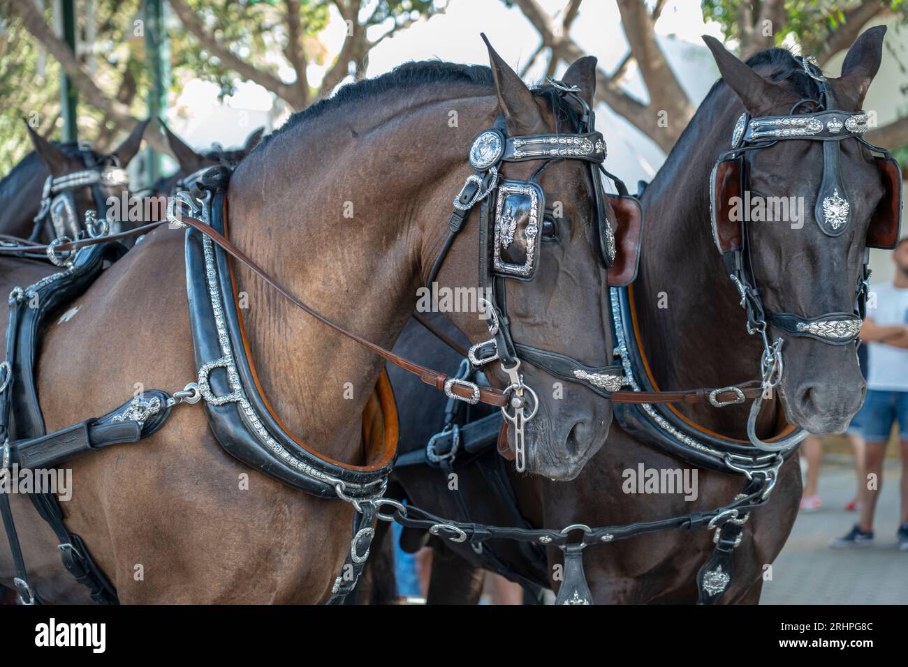 The streets of Malaga come alive as horses take center stage. A fusion ...