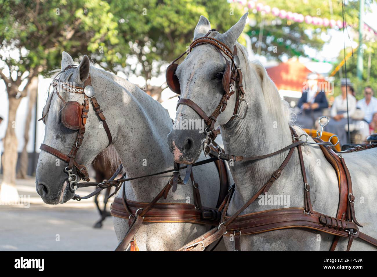 Celebrating Spanish culture, traditional horses dance in Malaga's ...