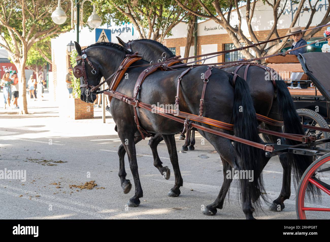 Celebrating Spanish culture, traditional horses dance in Malaga's ...