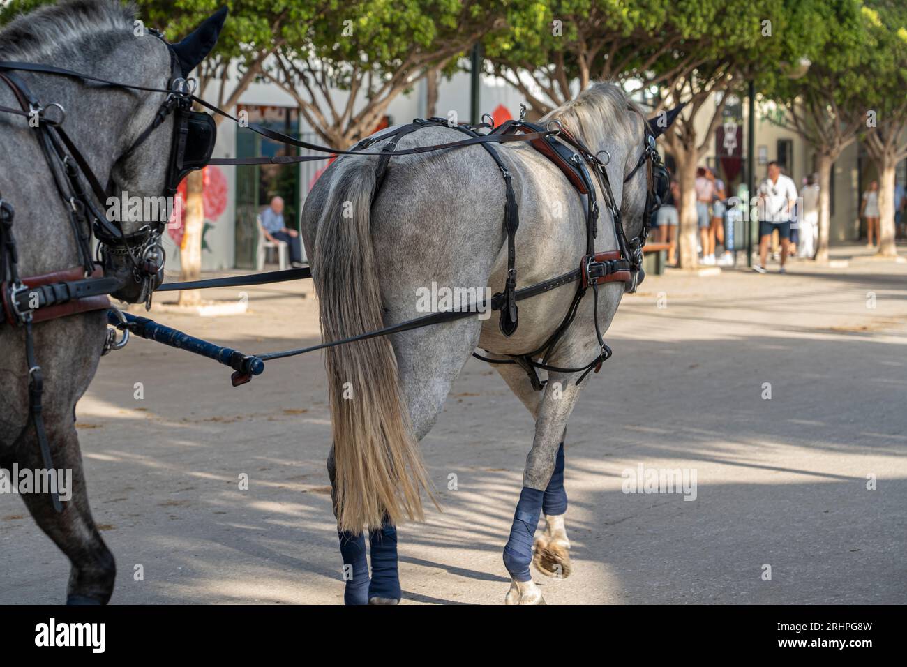 Celebrating Spanish culture, traditional horses dance in Malaga's ...