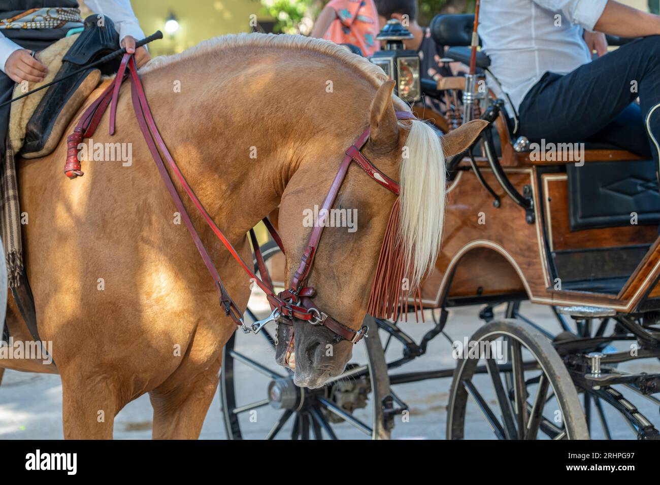 Celebrating Spanish culture, traditional horses dance in Malaga's ...