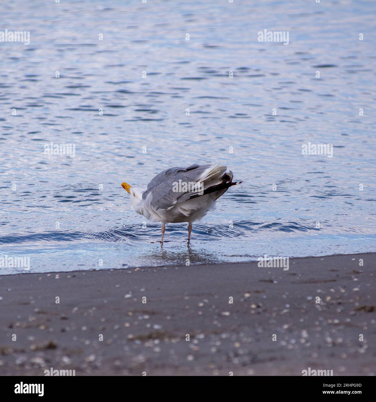 Feather fall from seagull hi-res stock photography and images - Alamy
