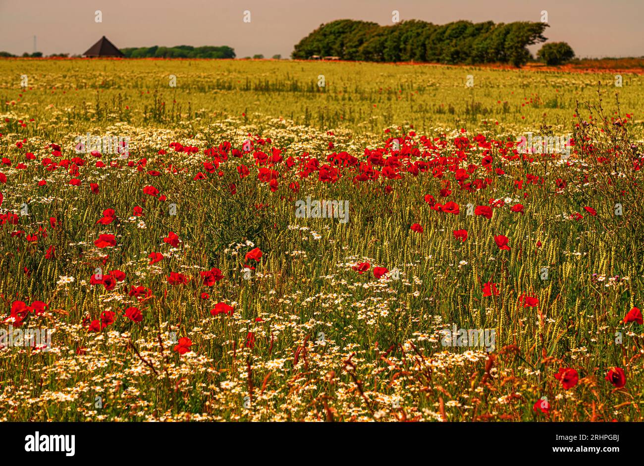 Island of Agerso, Denmark Stock Photo - Alamy