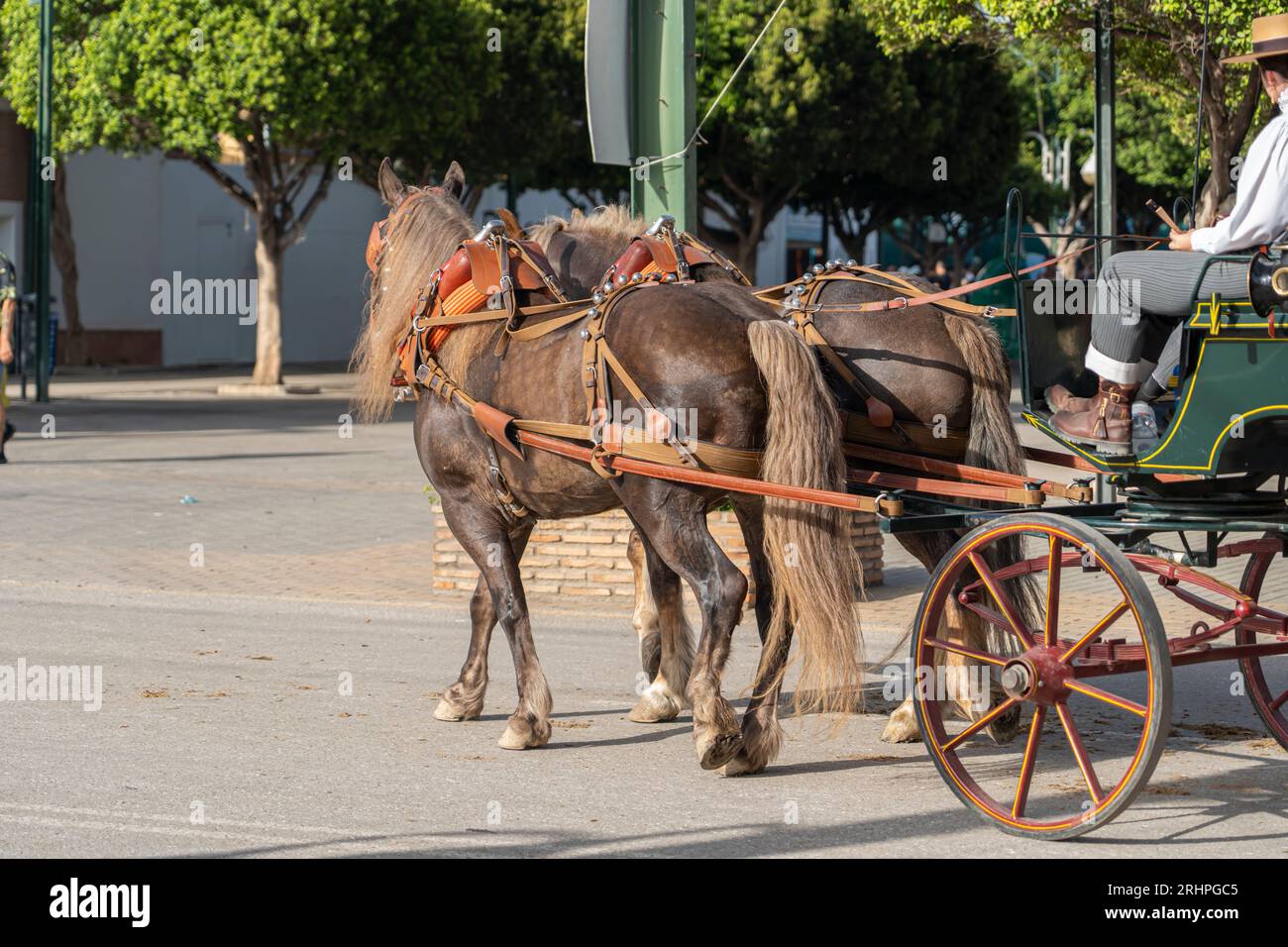 Celebrating Spanish culture, traditional horses dance in Malaga's ...