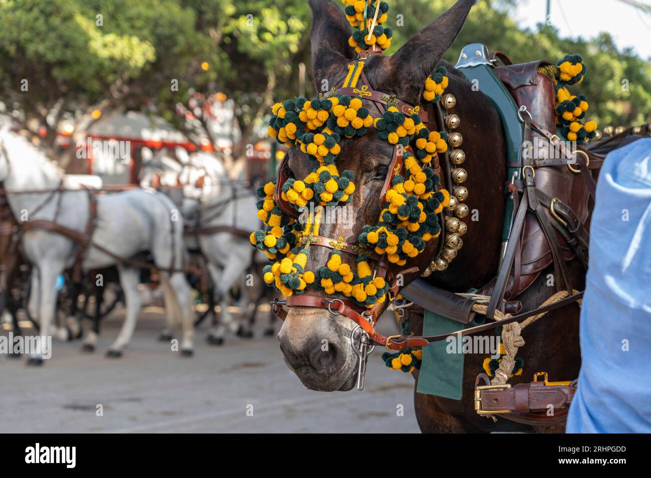 Celebrating Spanish culture, traditional horses dance in Malaga's ...