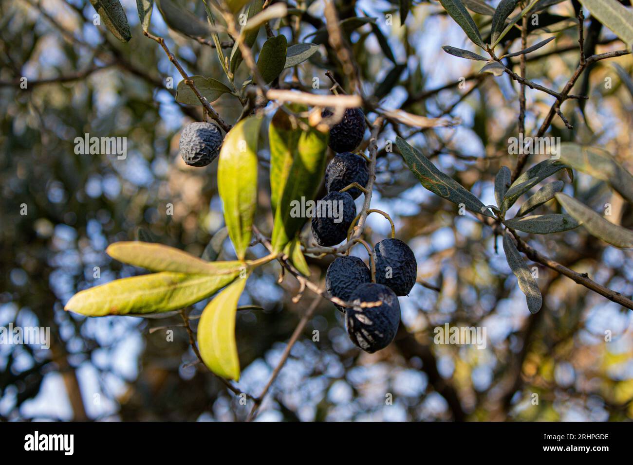 Black olives on the olive tree at harvest time Stock Photo - Alamy