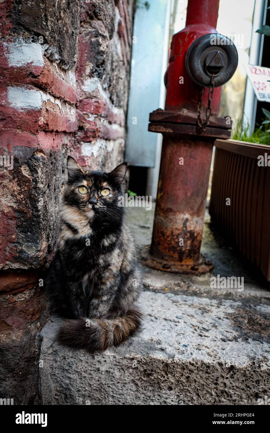 Black fluffy cat sitting near fire hydrant Stock Photo - Alamy