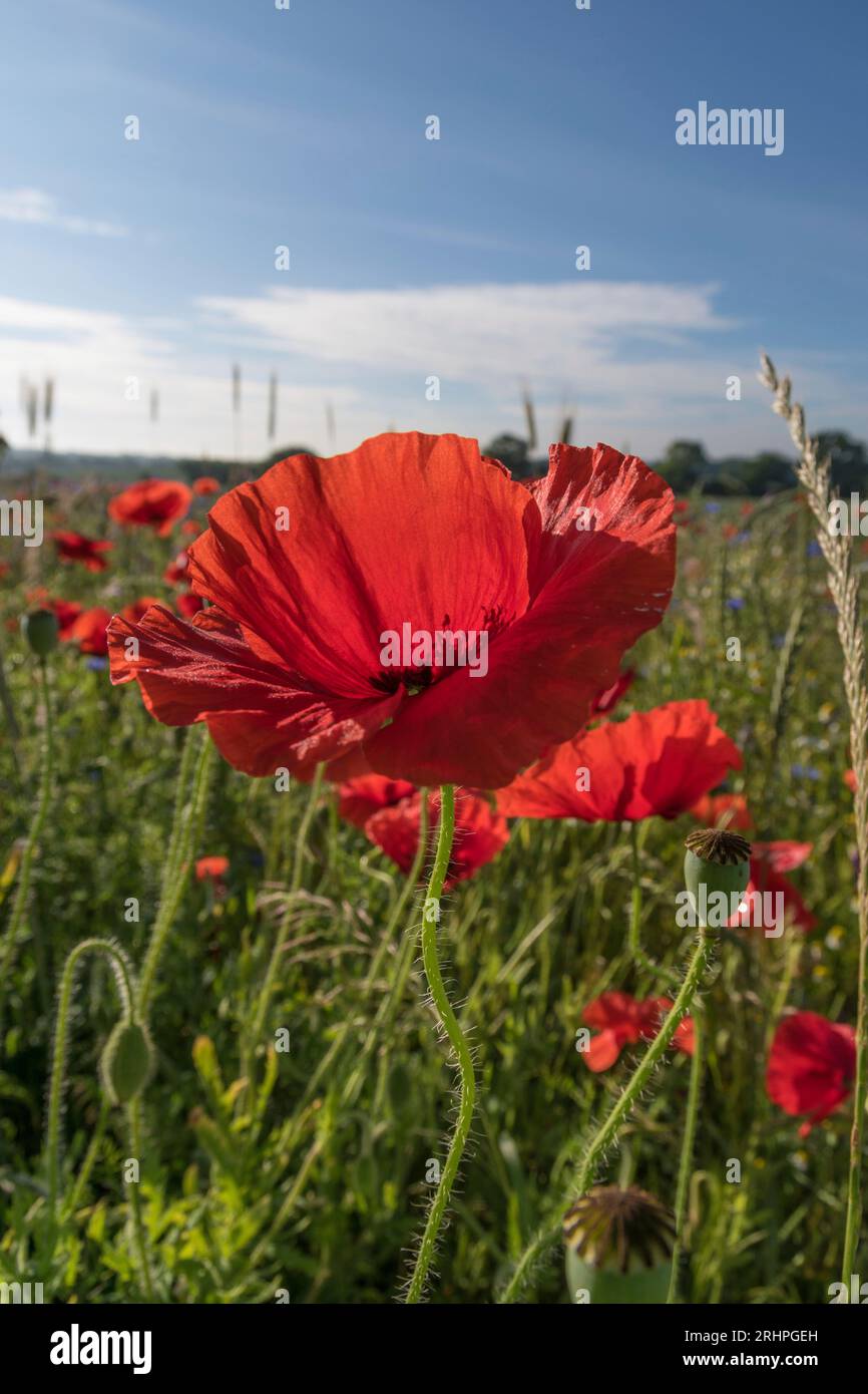 Nature, poppy, foreground focus, detail, flowers, red, wildflowers ...