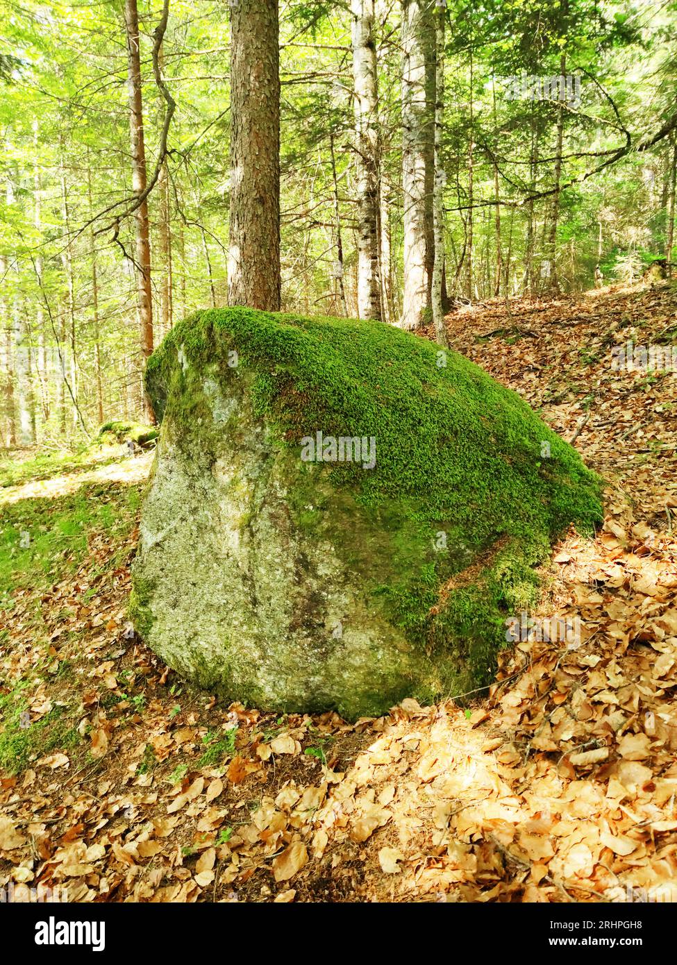 mossy boulder on steep slope in forest Stock Photo - Alamy