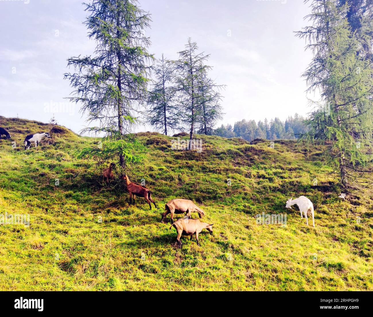 grazing herd of goats on steep mountain meadow in tyrol Stock Photo - Alamy