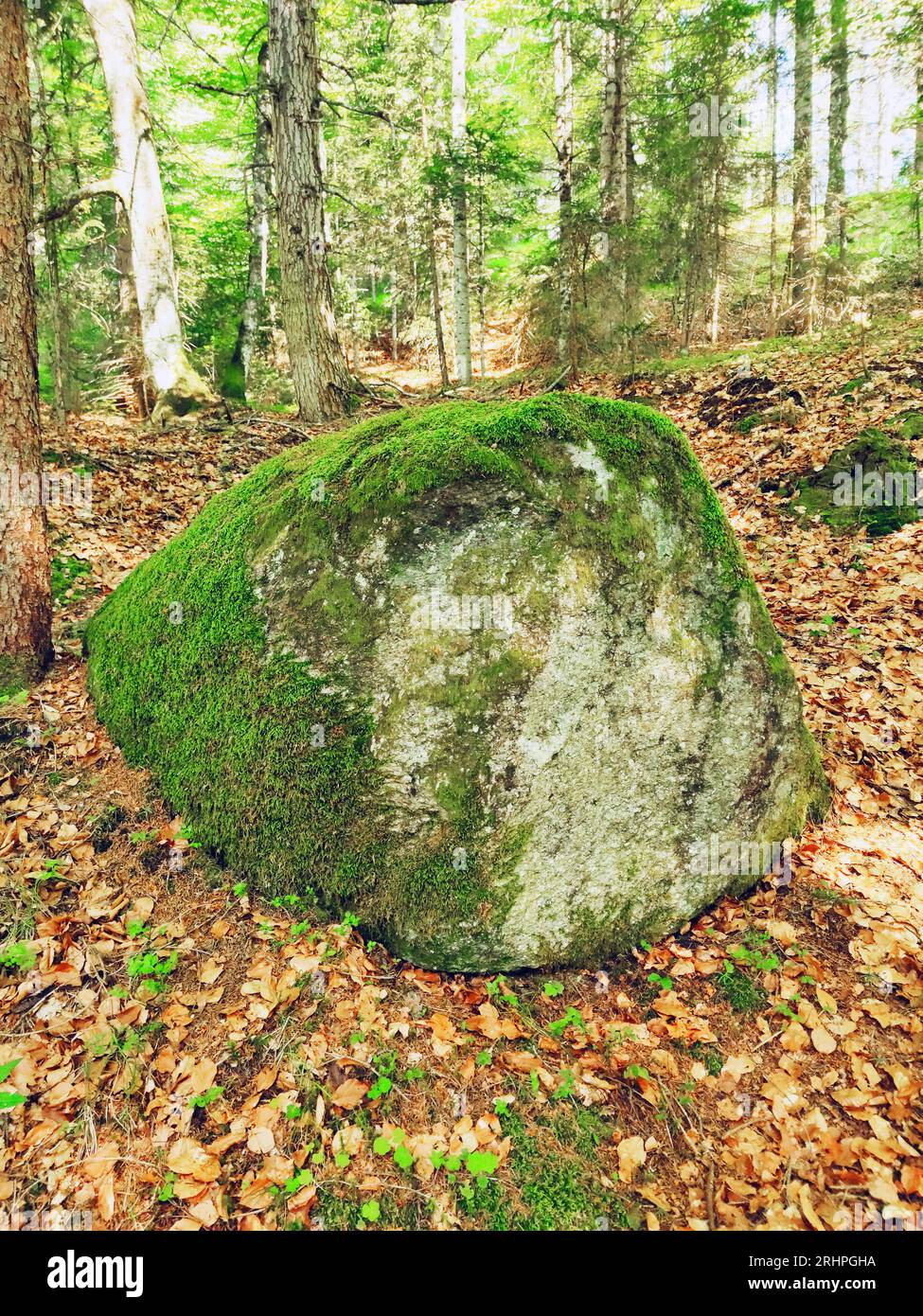 mossy boulder on steep slope in forest Stock Photo - Alamy