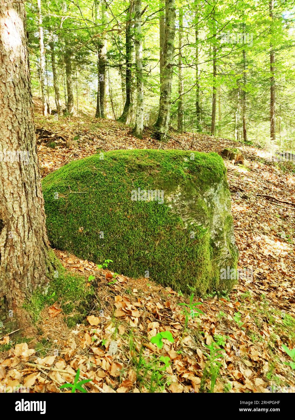 mossy boulder on steep slope in forest Stock Photo - Alamy