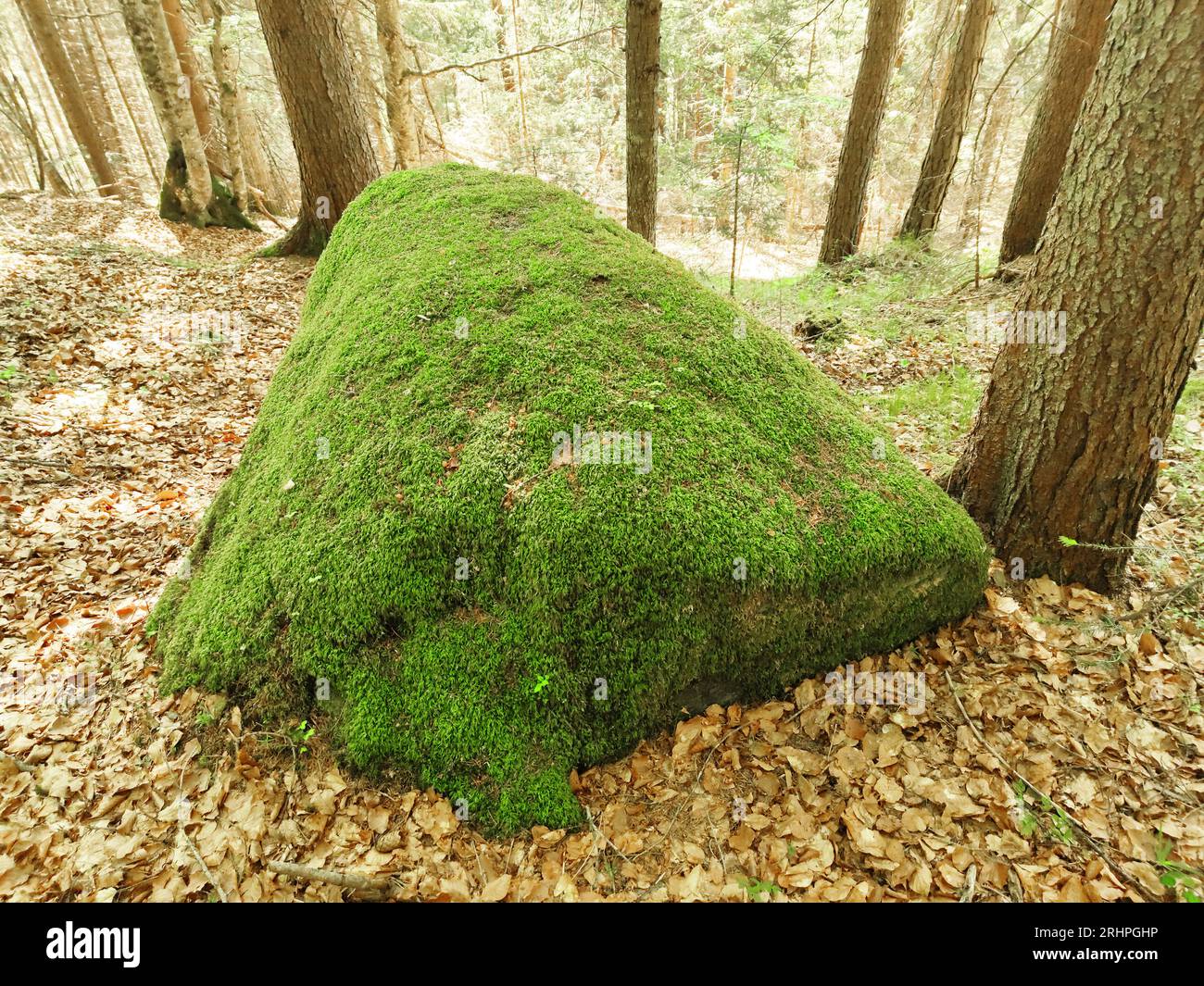 mossy boulder on steep slope in forest Stock Photo - Alamy