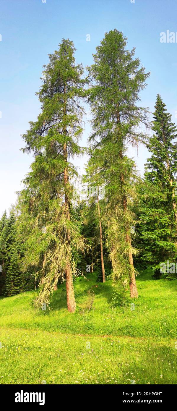 Slender larch trees hi-res stock photography and images - Alamy