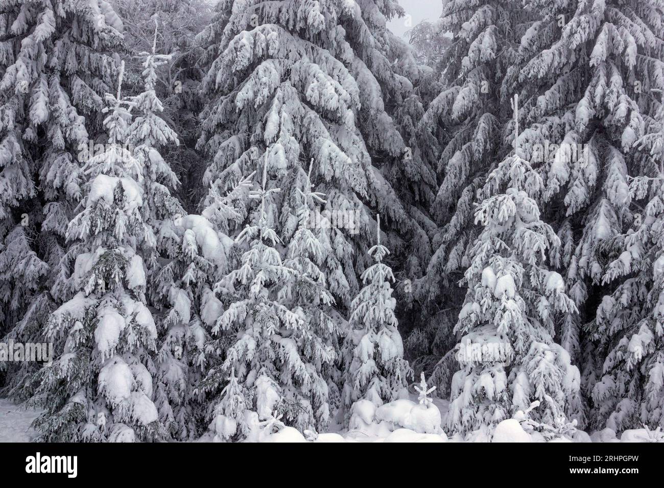Winter on Erbeskopf (816 m), highest point of Rhineland-Palatinate ...
