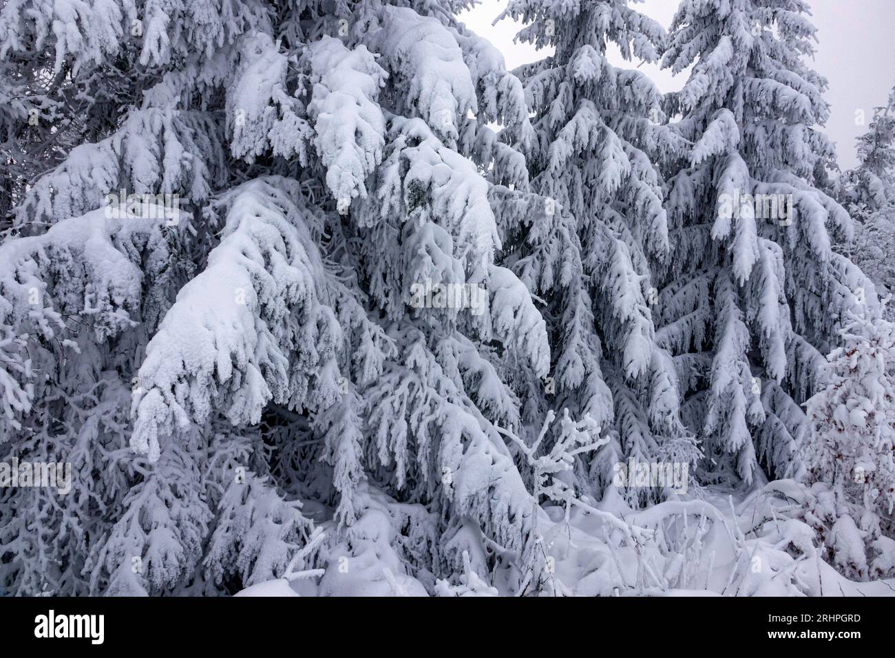 Winter on Erbeskopf (816 m), highest point of Rhineland-Palatinate ...