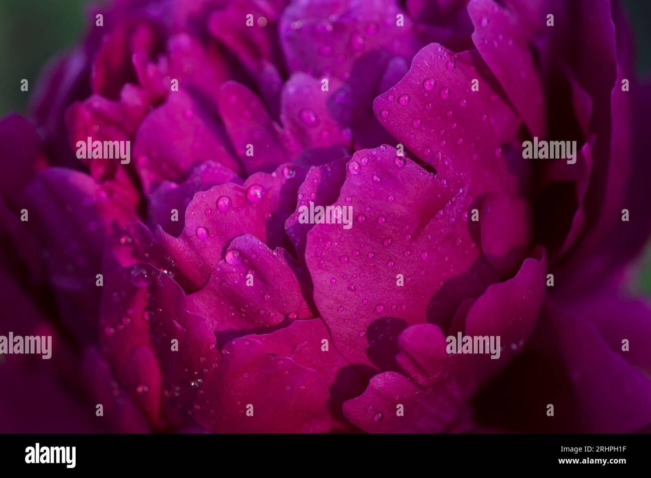 magenta flower of peony (Paeonia) with water drops, close up, Germany ...