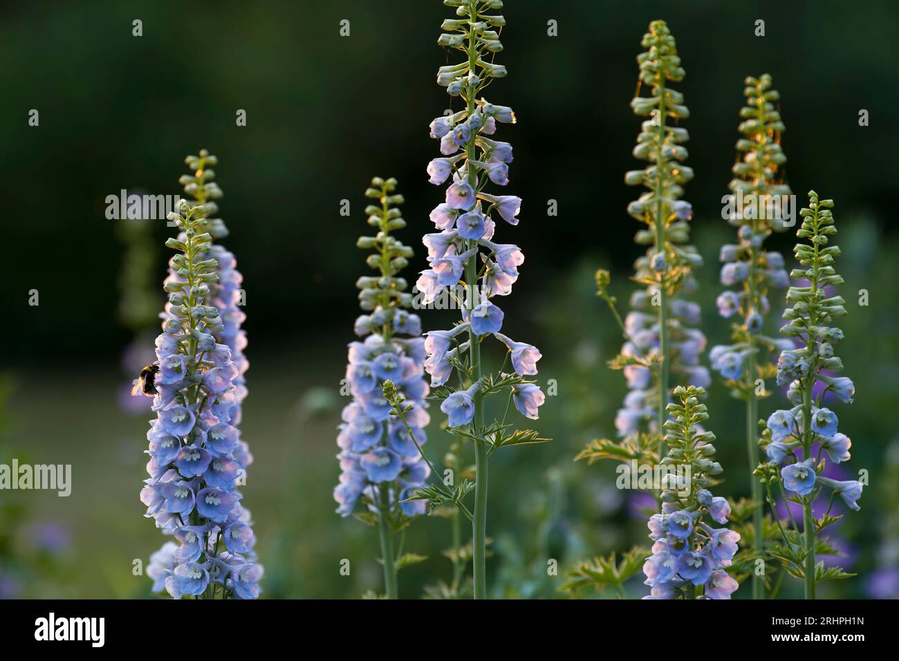 light blue delphinium, evening light, Germany Stock Photo - Alamy