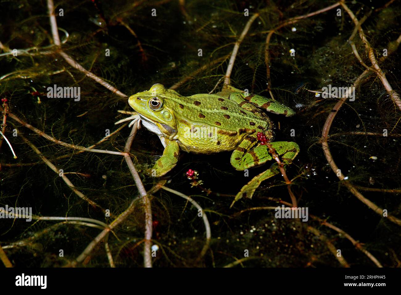 Edible Frog, rana esculenta, Male, Pond in Normandy Stock Photo - Alamy