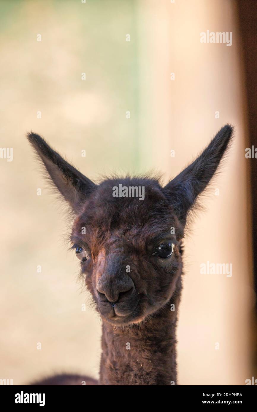 Little alpaca hi-res stock photography and images - Alamy
