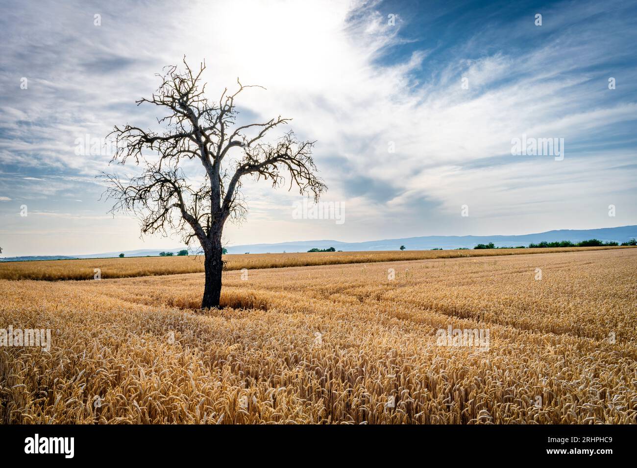 dead tree in the middle of a wheat field, the wheat is ready for ...