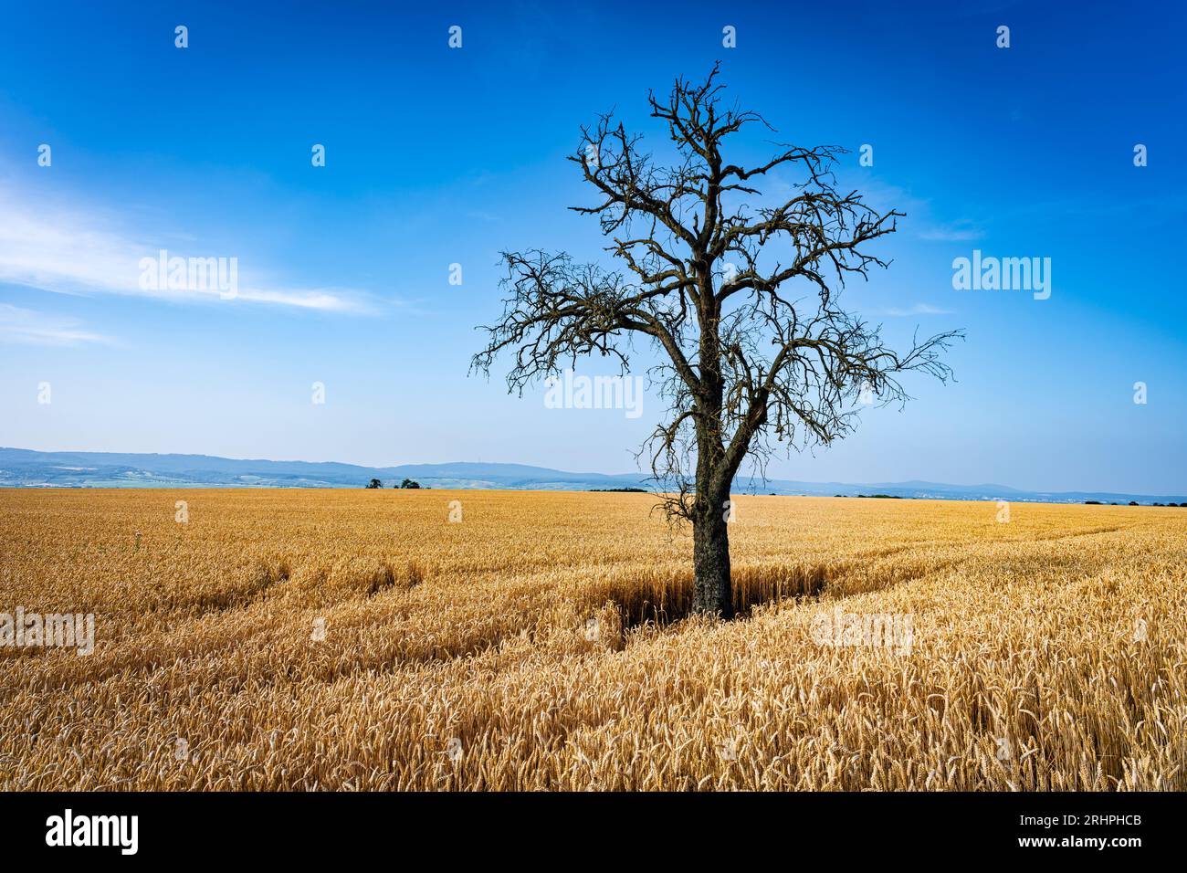 dead tree in the middle of a wheat field, the wheat is ready for ...