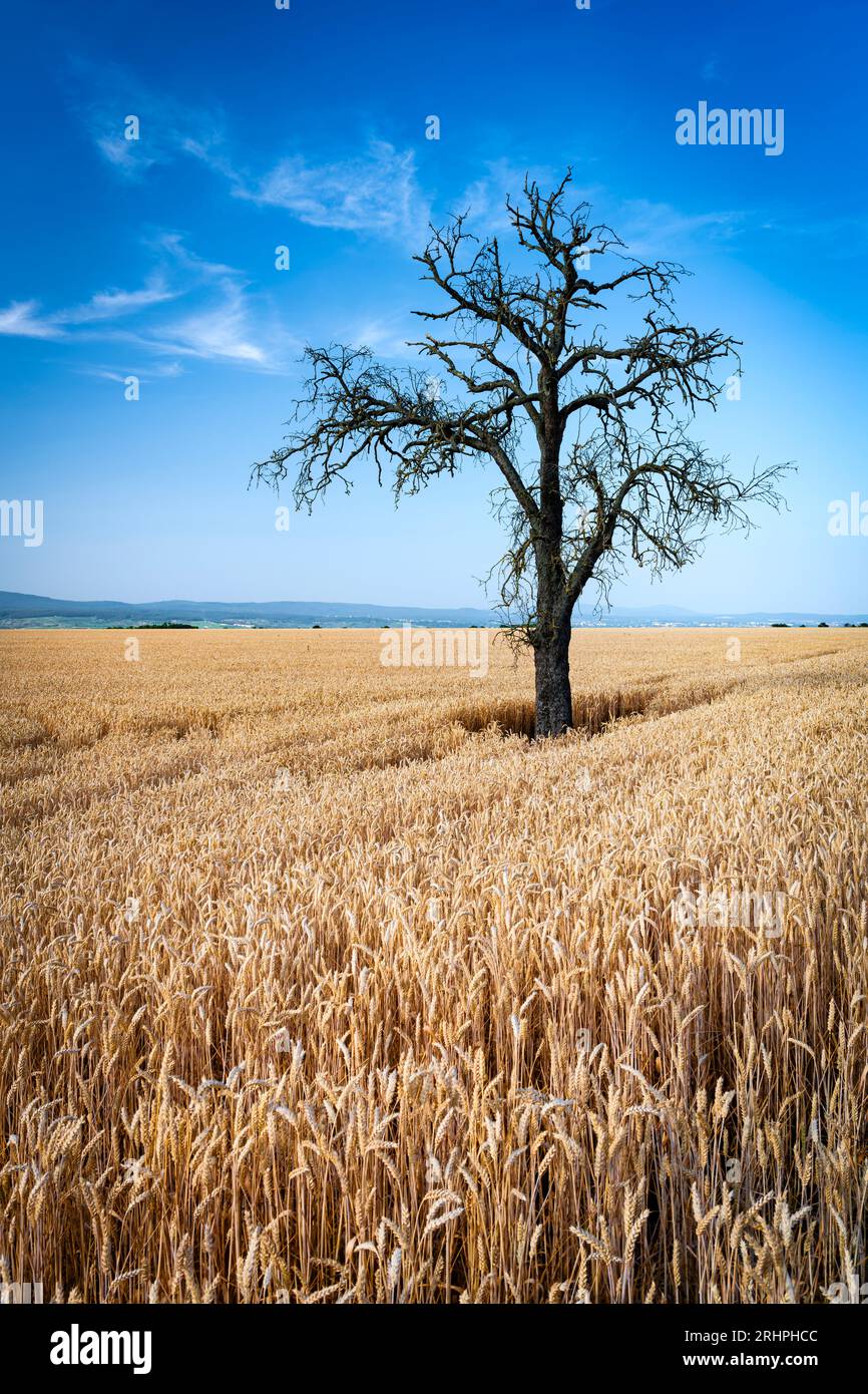 dead tree in the middle of a wheat field, the wheat is ready for ...