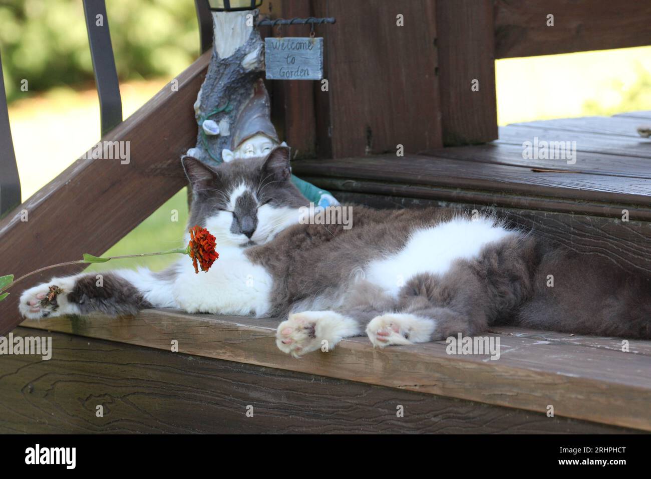 Cat laying down on a step Stock Photo - Alamy