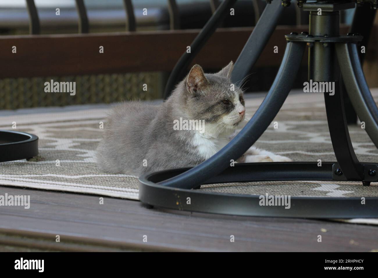 White cat laying table hi-res stock photography and images - Alamy