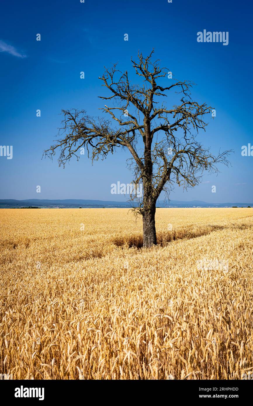 dead tree in the middle of a wheat field, the wheat is ready for ...