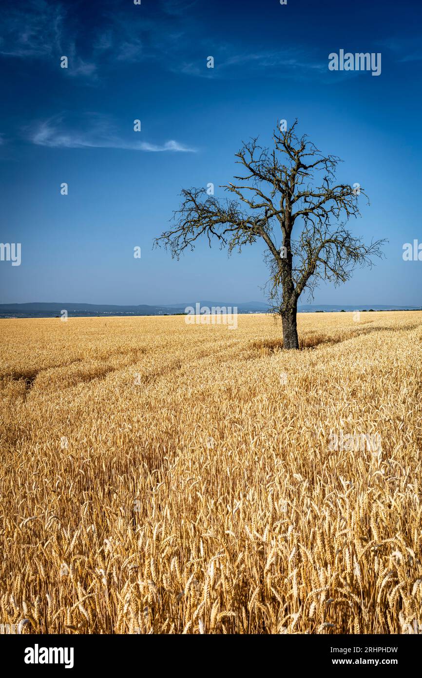 dead tree in the middle of a wheat field, the wheat is ready for ...