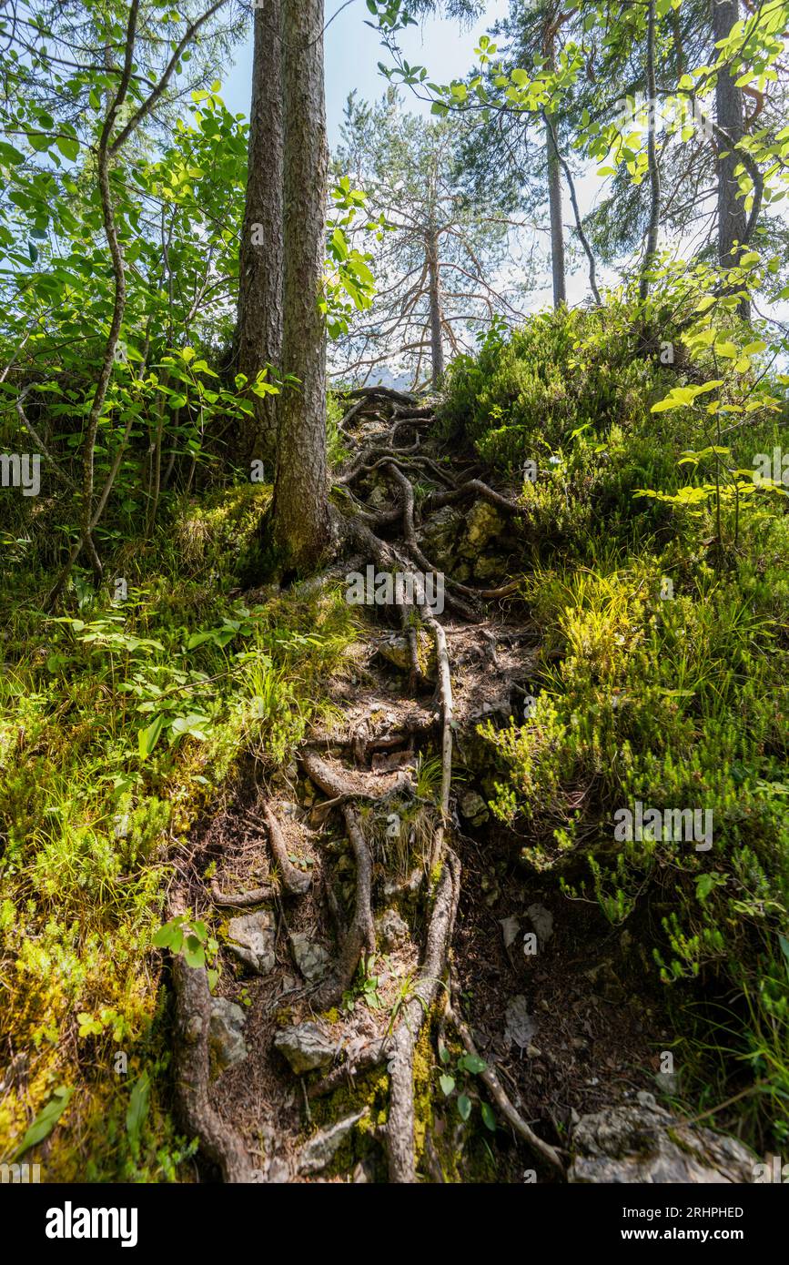 Footing ladder hi-res stock photography and images - Alamy