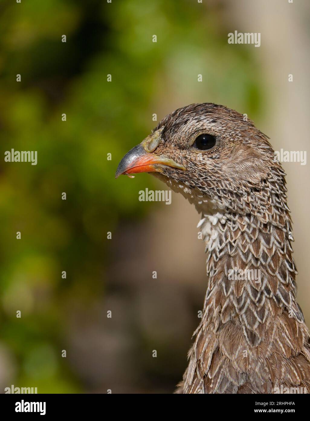 Cape Spurfowl (Pternistis capensis), adult plumage, Hermanus, South ...