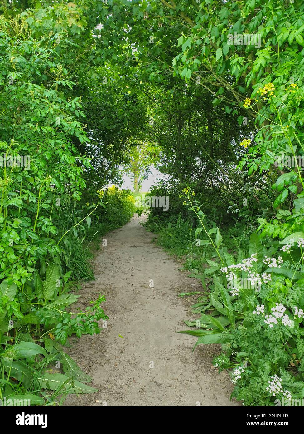 Germany, Berlin outskirts, green forest path, natural, hollow path ...