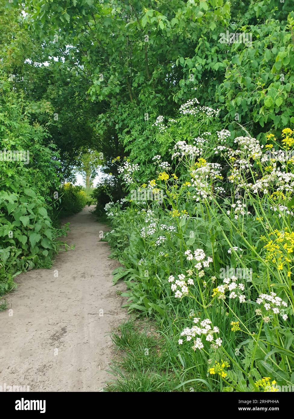 Germany, Berlin outskirts, green forest path, natural, hollow path ...