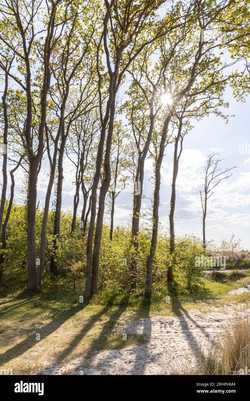 Germany, Baltic Sea, Markgrafenheide, way to the beach in the backlight ...
