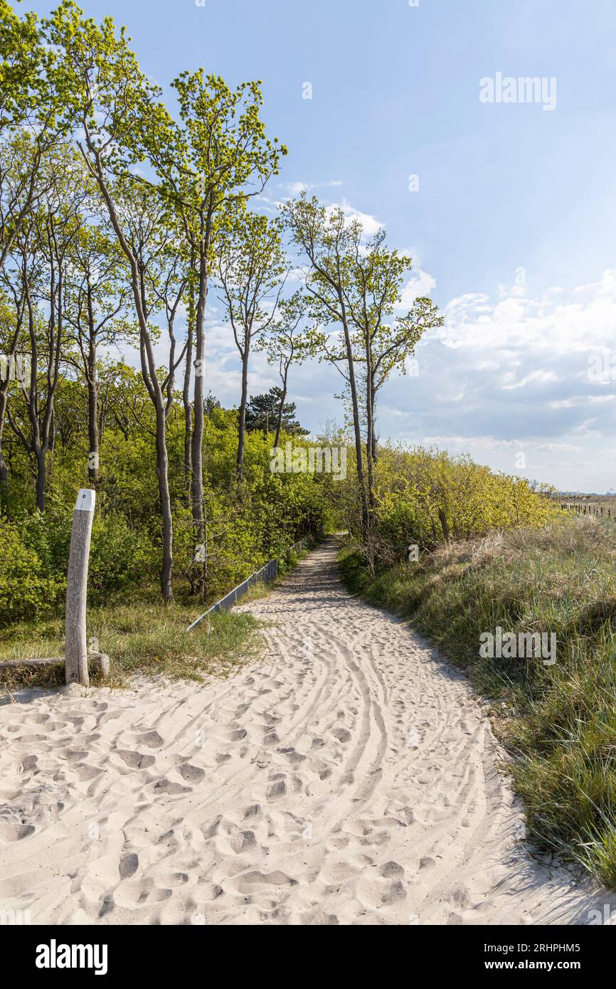Germany, Baltic Sea, Markgrafenheide, sand path through dunes with ...