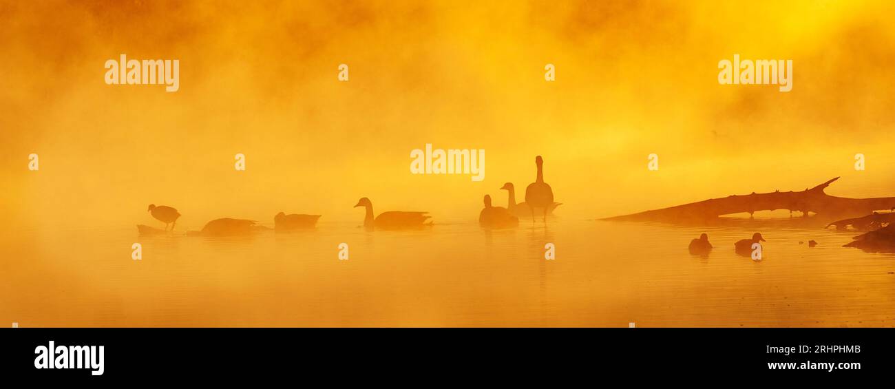 Golden light community hi-res stock photography and images - Alamy