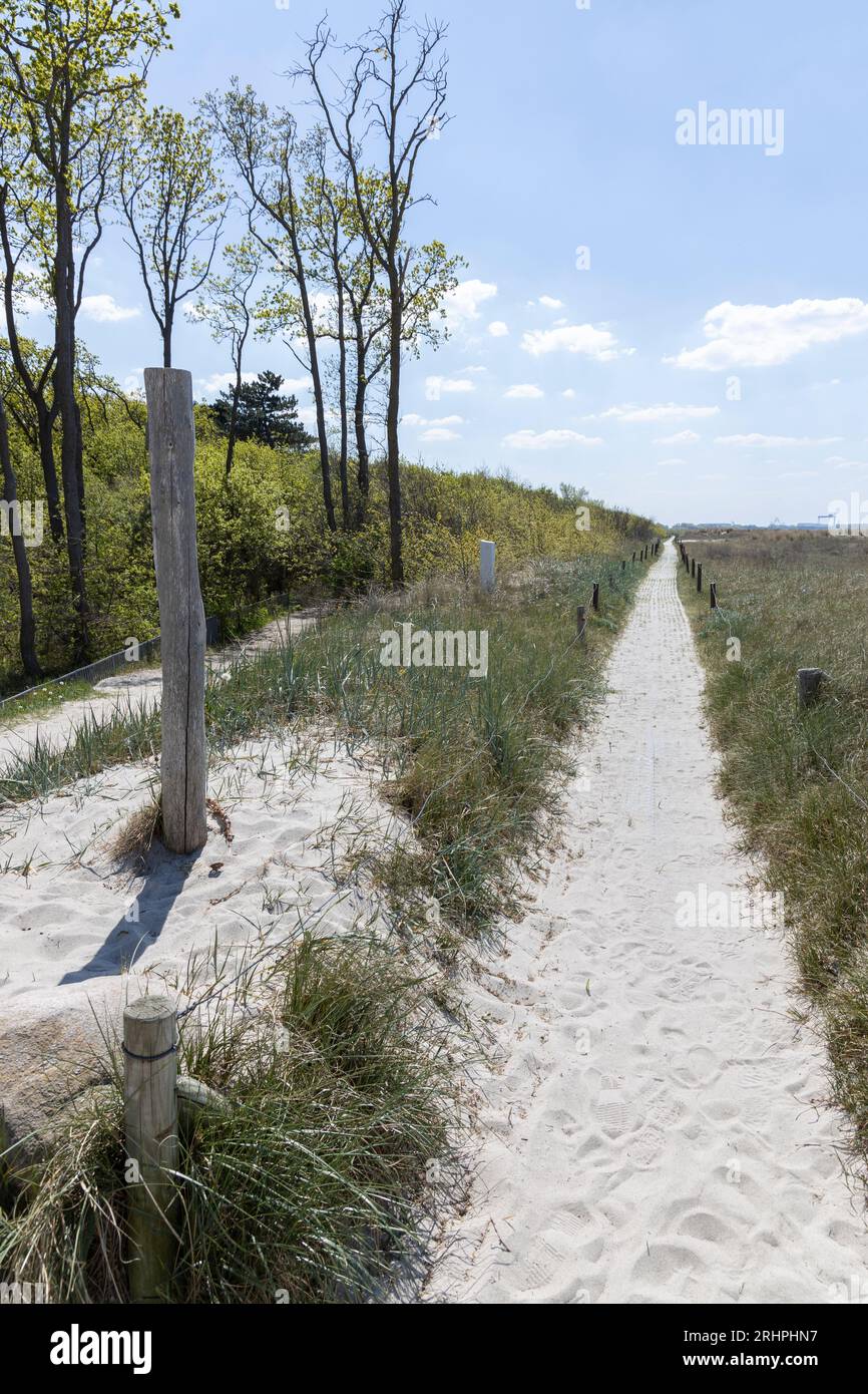 Germany, Baltic Sea, Markgrafenheide, white sandy path through dunes ...