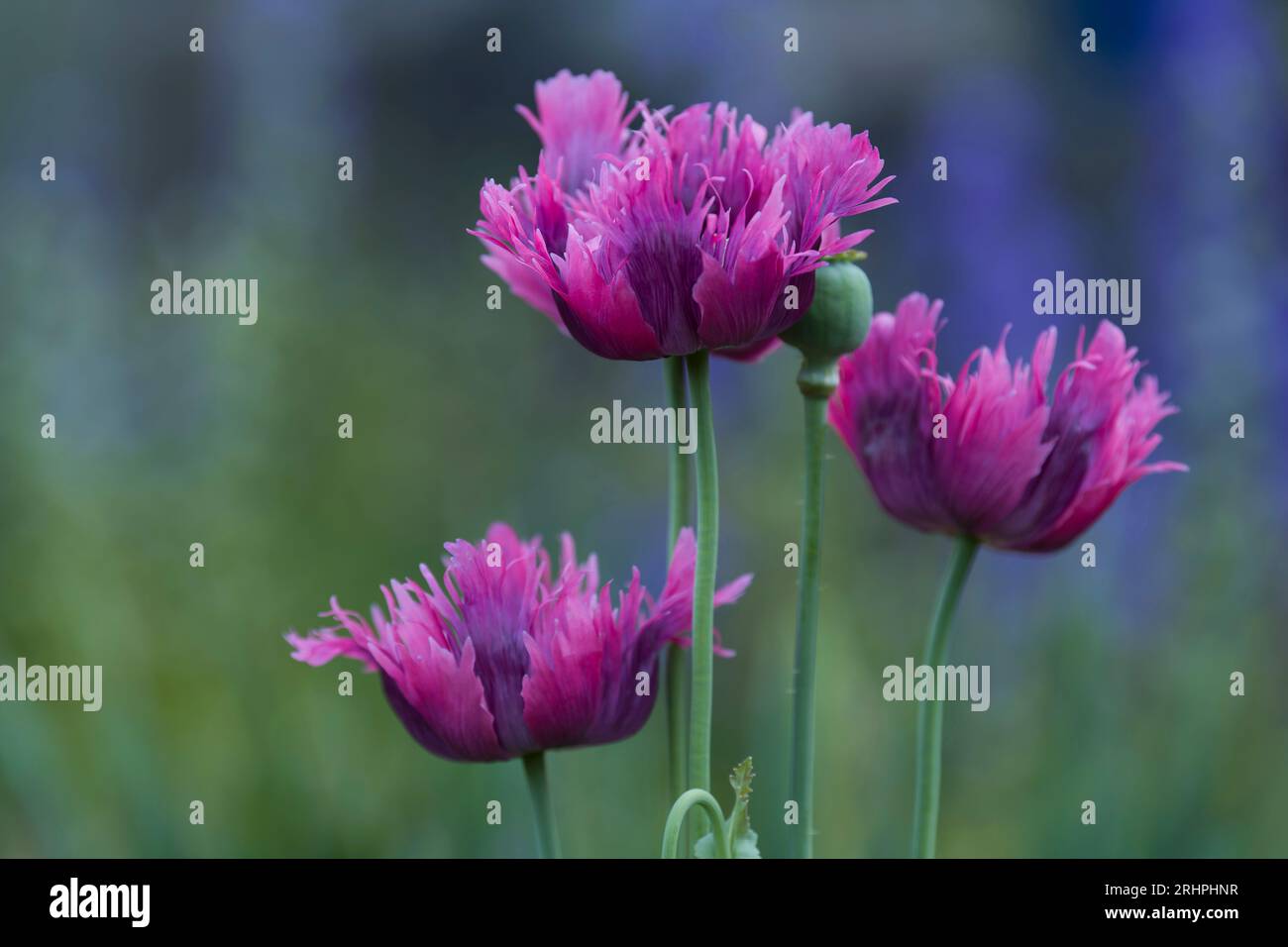 pink fringed flowers of ornamental poppy (Papaver), Germany Stock Photo ...