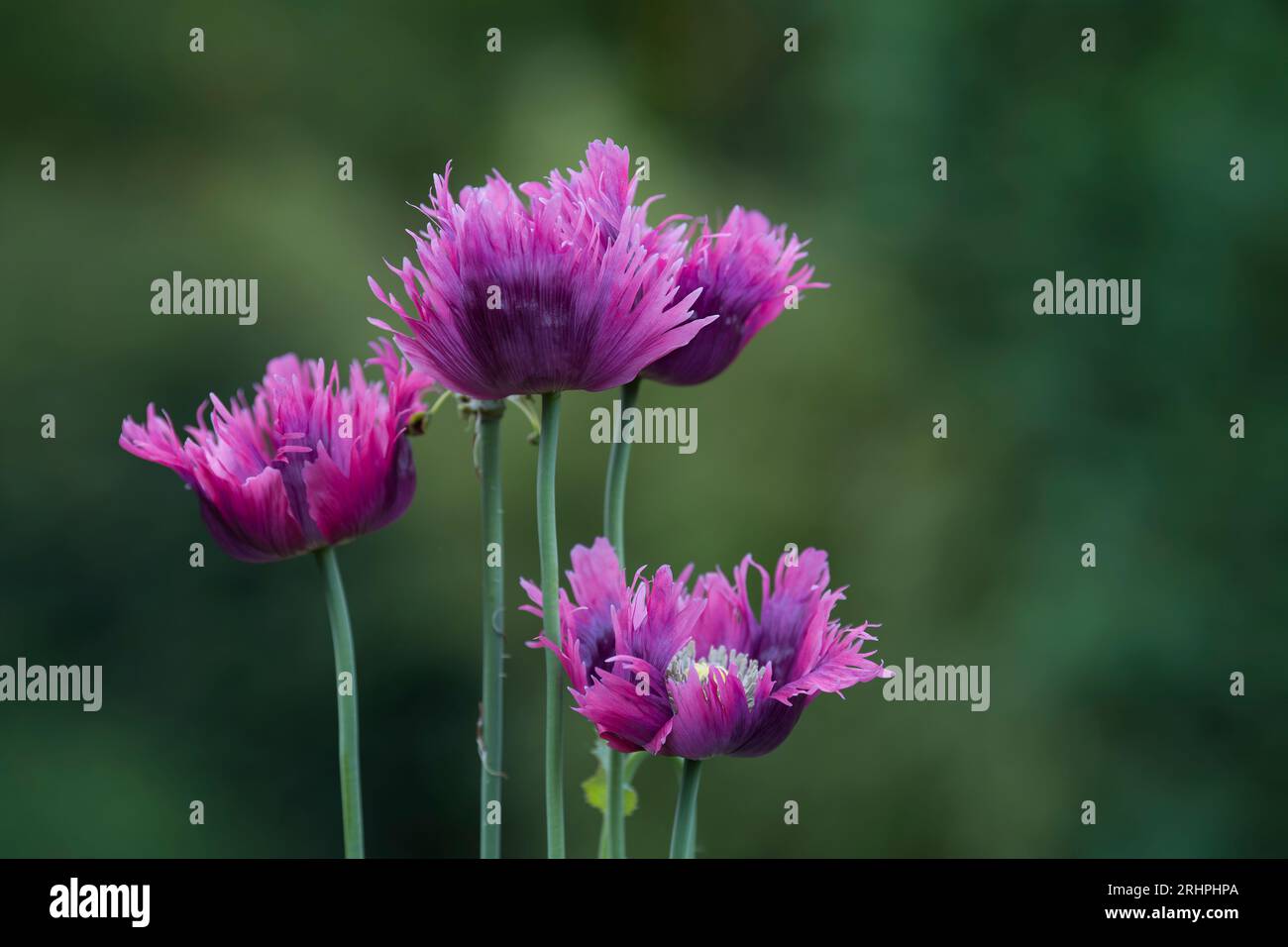 pink fringed flowers of ornamental poppy (Papaver), Germany Stock Photo ...