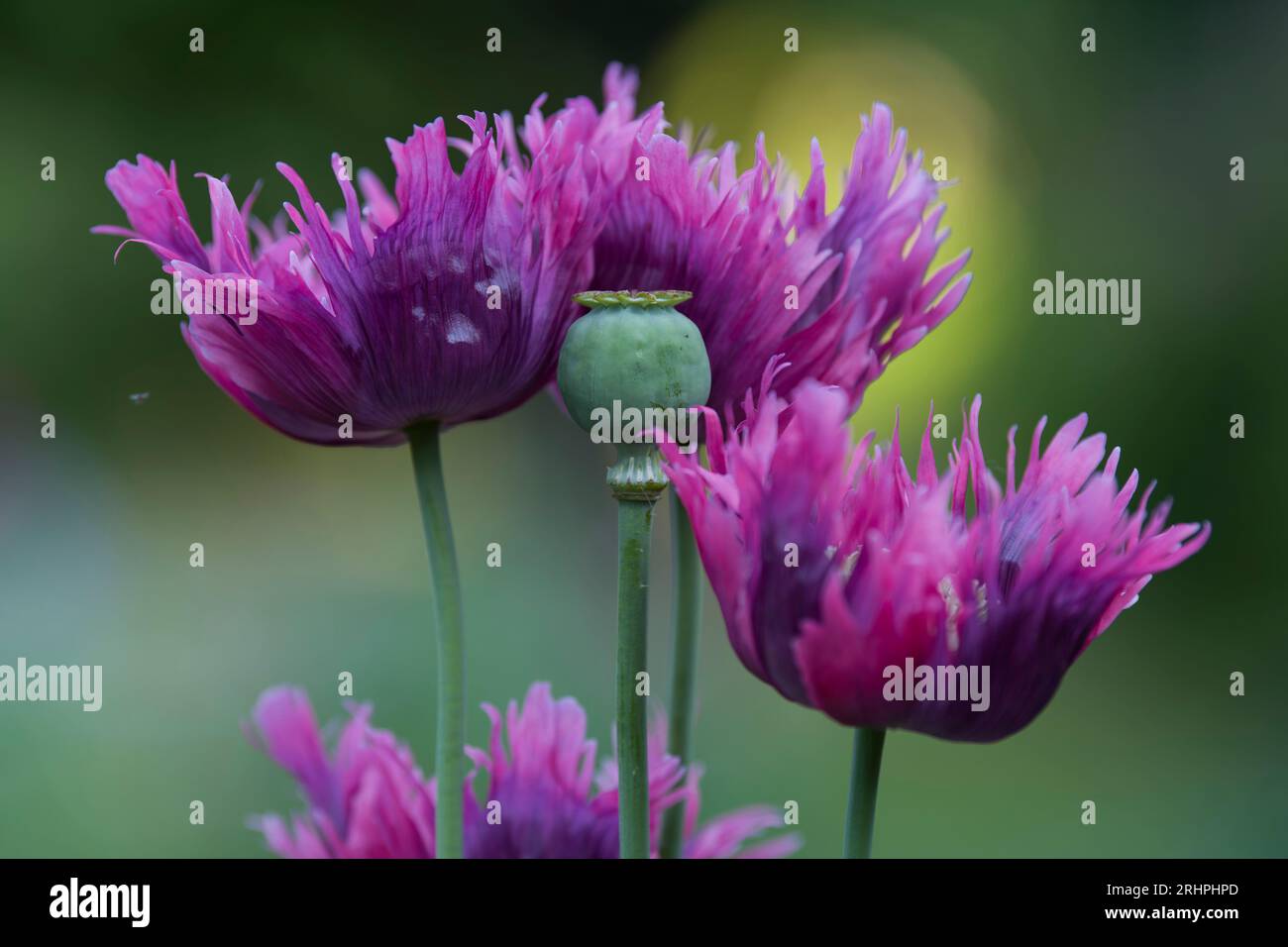 pink fringed flowers of ornamental poppy (Papaver) and seed pod ...