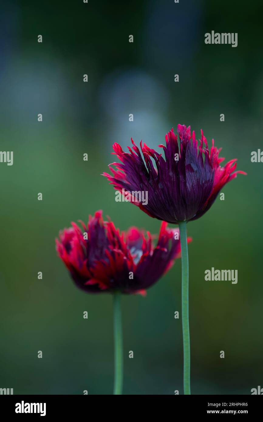 dark red fringed flowers of ornamental poppy (Papaver), Germany Stock ...