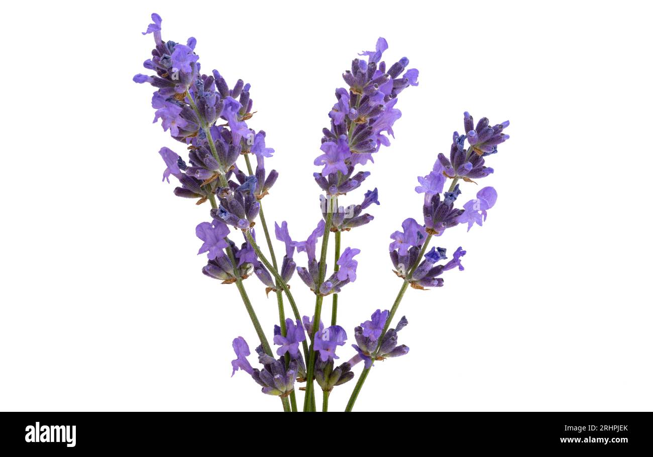 lavender isolated on white background Stock Photo - Alamy