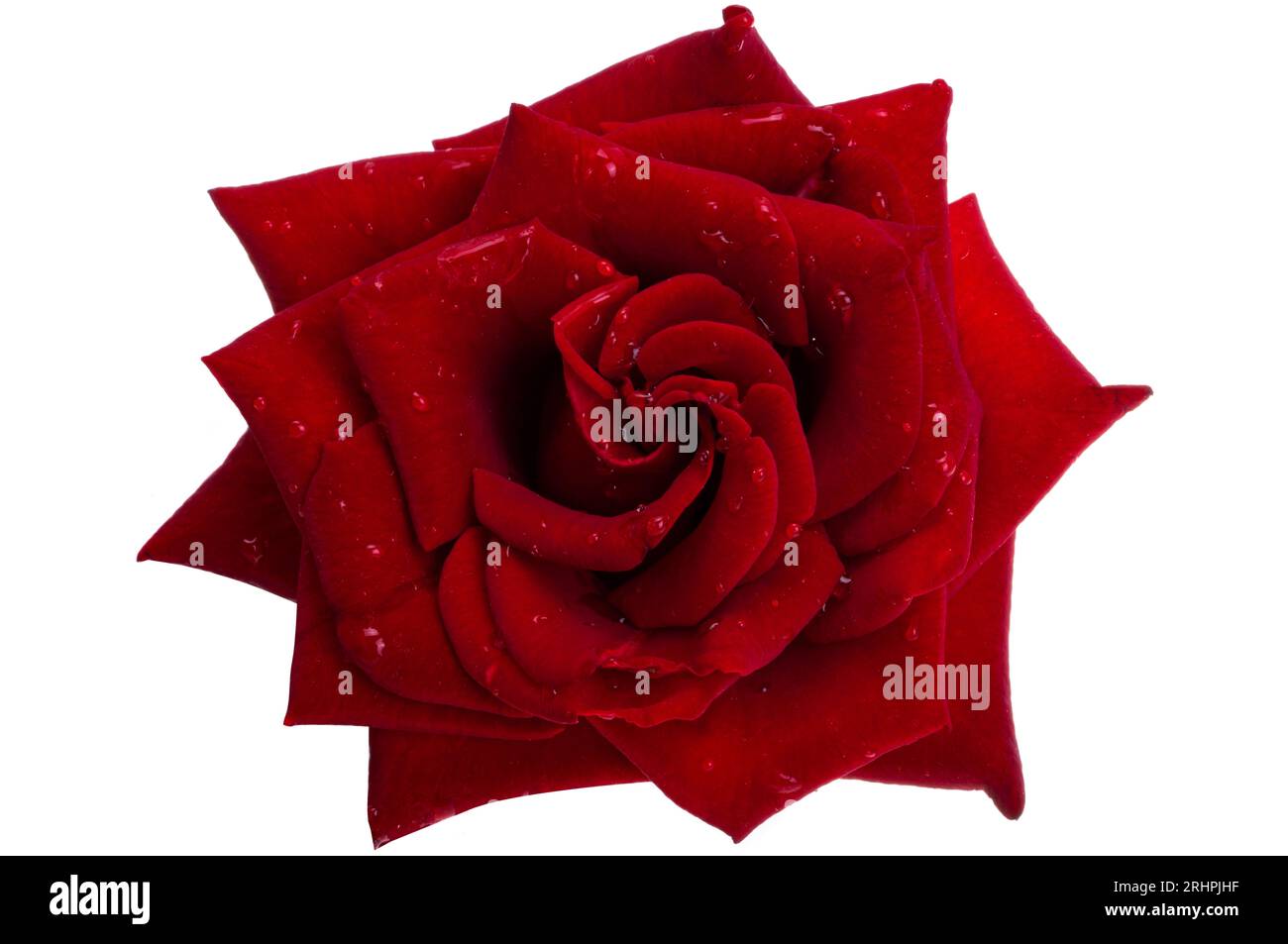 Dark red fresh rose Cut Out Stock Images & Pictures - Alamy