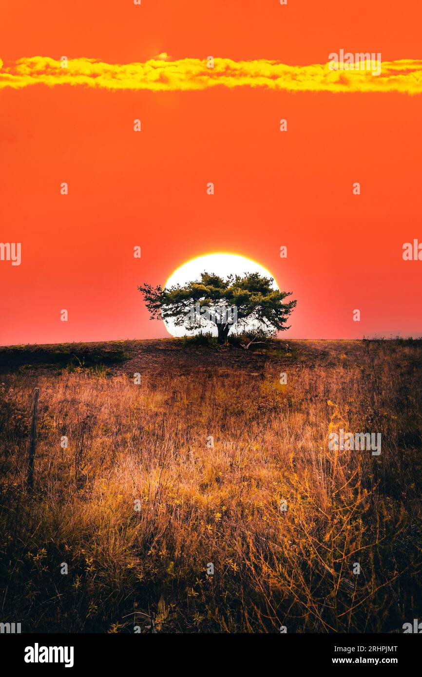 Solitary tree in sunrise, majestic appearance of nature Stock Photo - Alamy