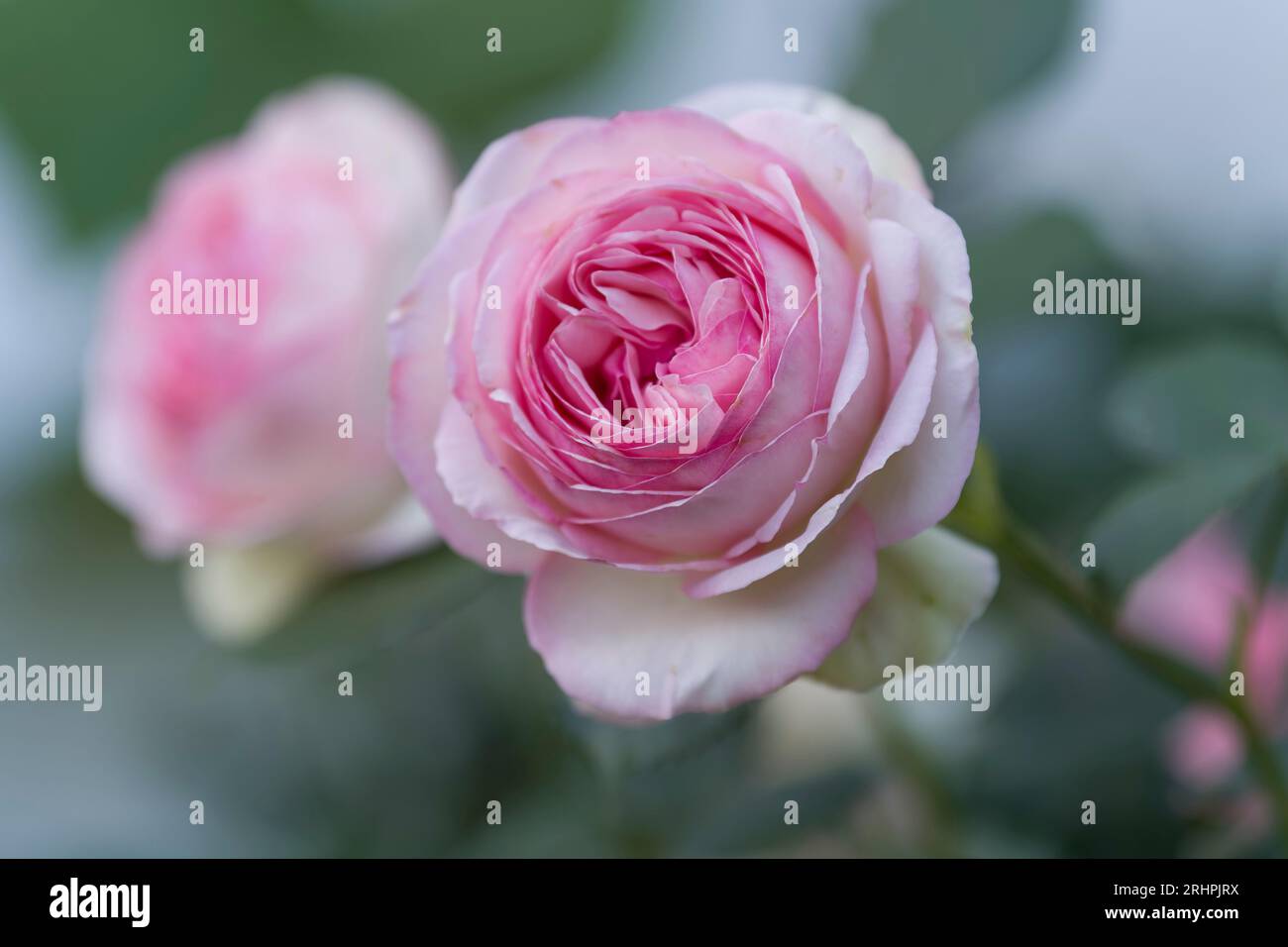 Flower filled picture hi-res stock photography and images - Alamy