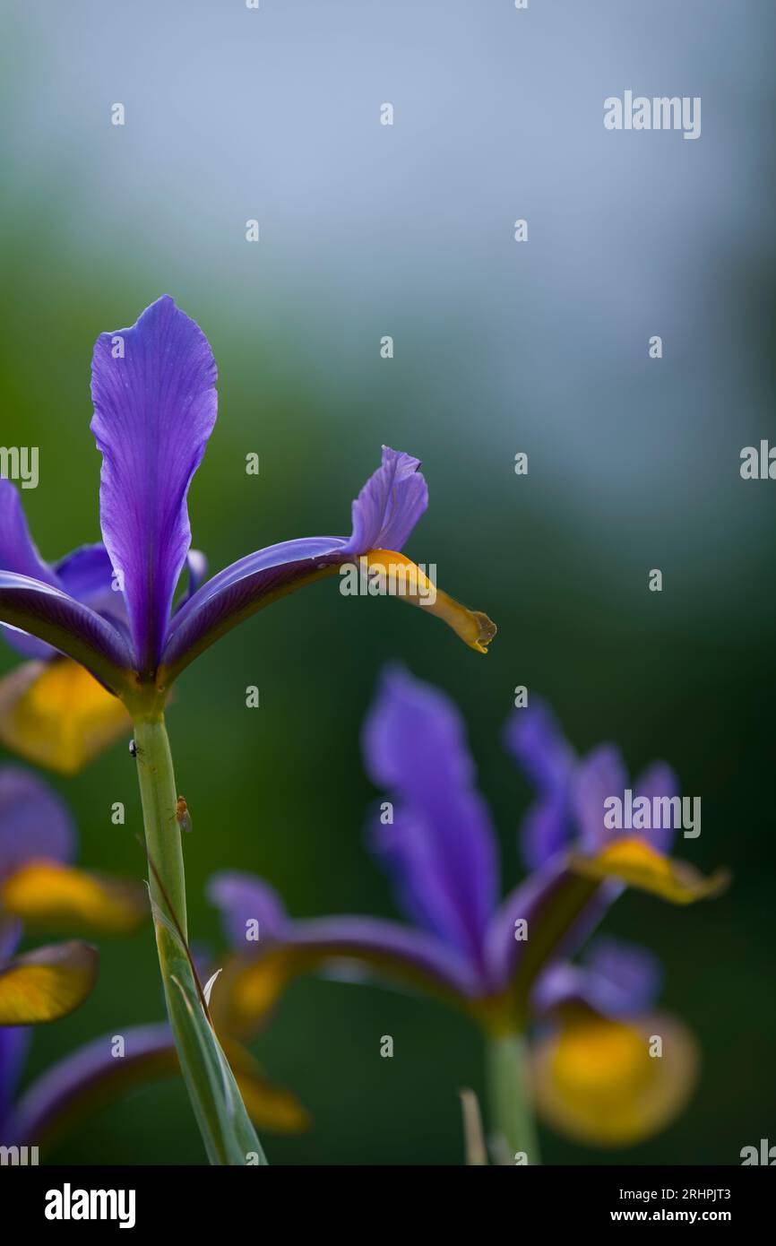 blue-yellow flowers of Dutch iris (Iris hollandica), Germany Stock ...