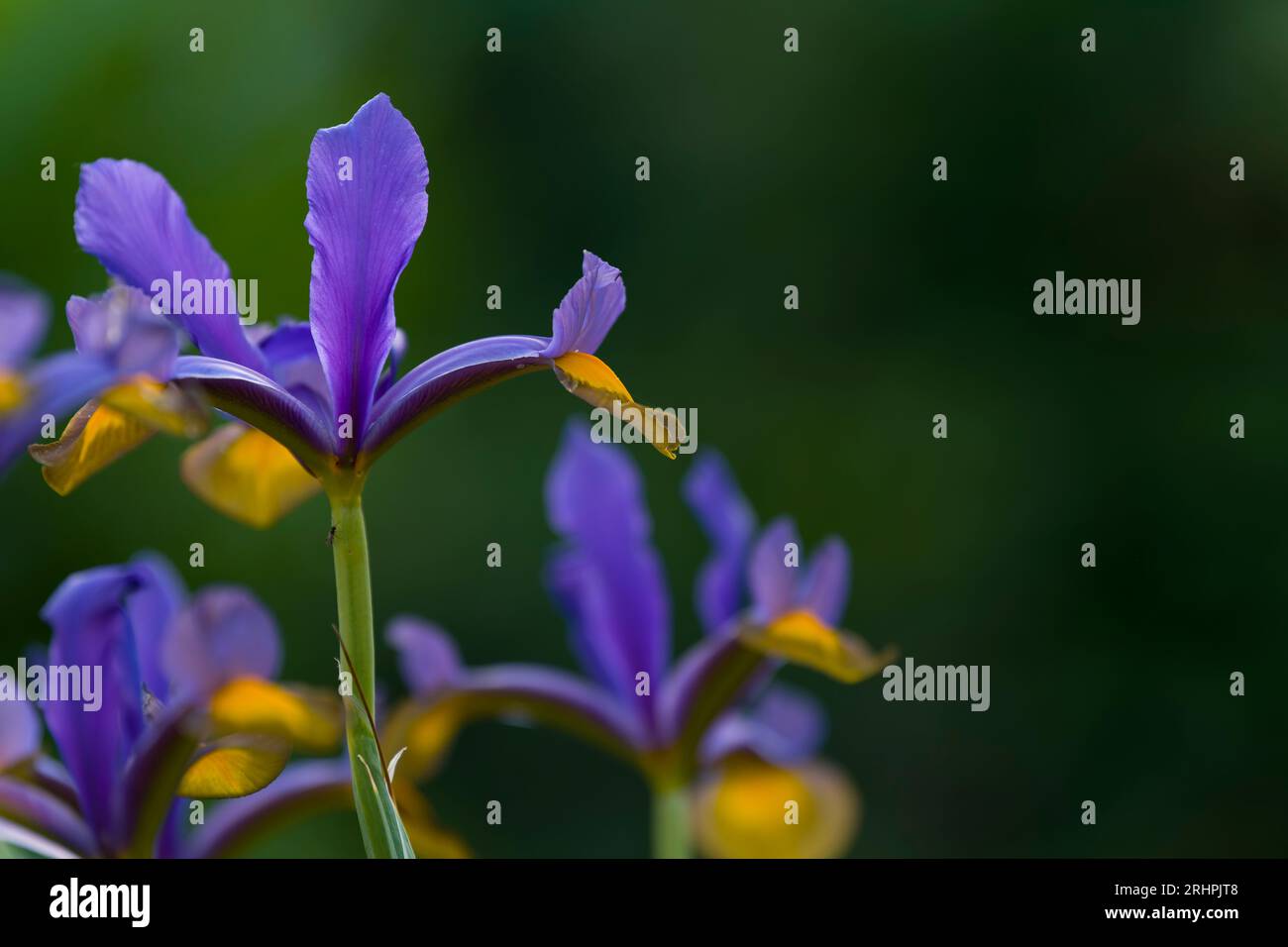 blue-yellow flowers of Dutch iris (Iris hollandica), Germany Stock ...