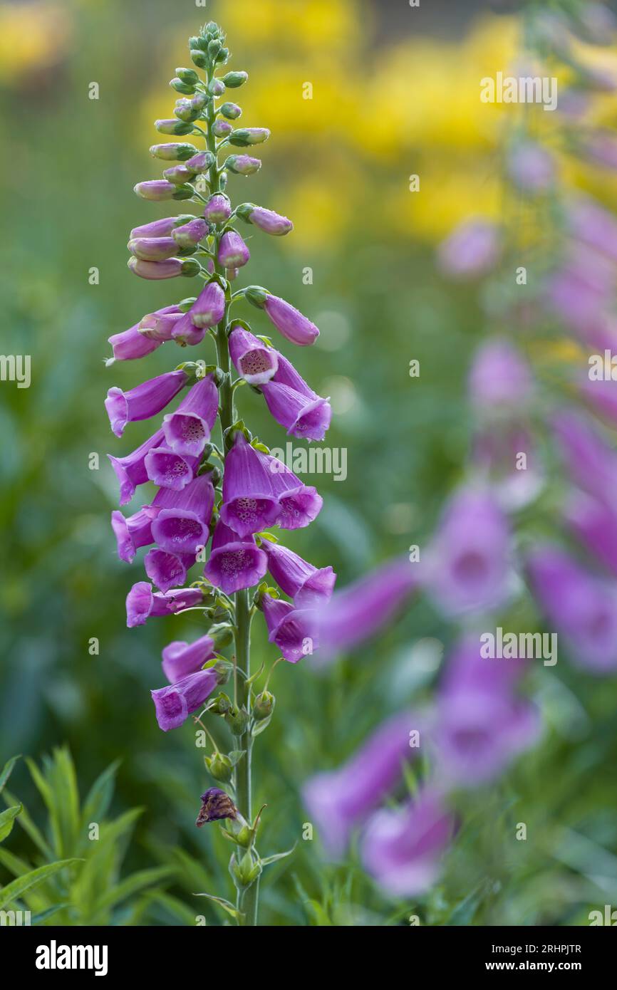 Red foxglove (Digitalis purpurea) flowers, yellow summer flowers shine ...